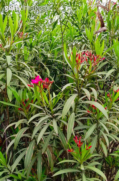 The garden with blooming plant oleander. (fragrant oleander, Nerium ...