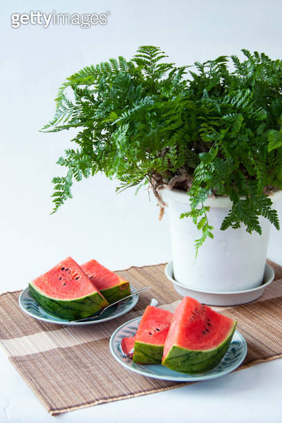 small watermelon "pino girl" and Pteridophyta (new varieties) 이미지 ...