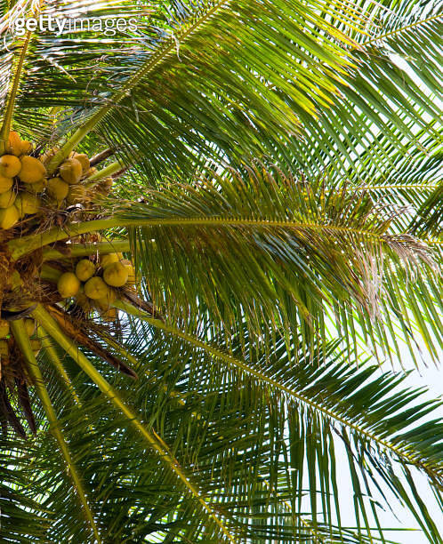 Photograph of a king coconut tree top with coconuts and branches ...