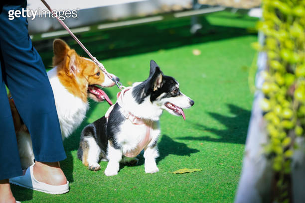 A cute young welsh corgi pembroke puppy sits on the grass, sticking out ...