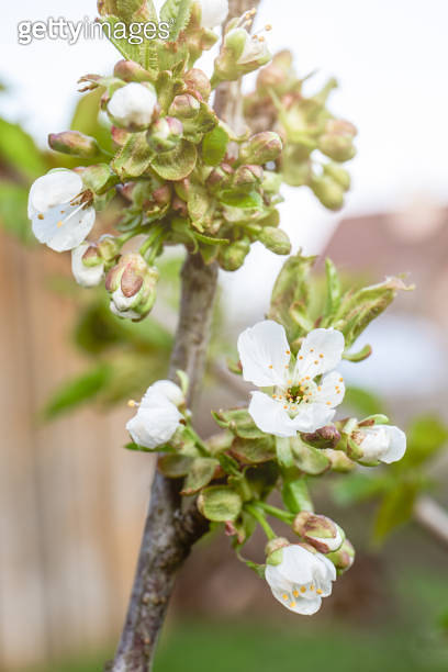 Cherry blossoms in early spring. Fruit growing and garden 이미지 ...