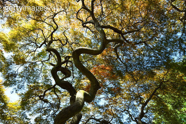 Twisting branches of a Japanese Maple 이미지 (2157526859) - 게티이미지뱅크