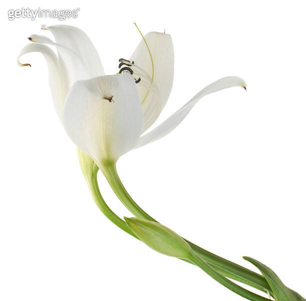 Crinum moorei flowers, Natal Lily, White Lily isolated on white ...