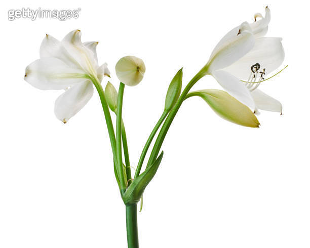Crinum moorei flowers, Natal Lily, White Lily isolated on white ...