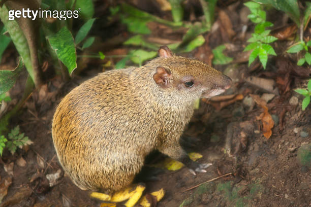 Paca, a rabbit sized rodent in Panama 이미지 (1946715869) - 게티이미지뱅크