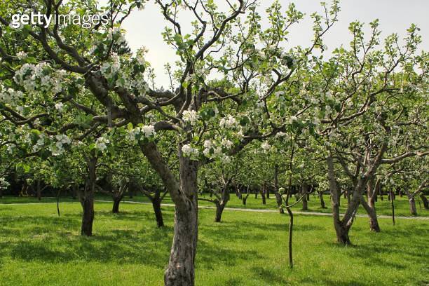 Close up of pear trees. Plantations in bloom in spring time. Pear ...