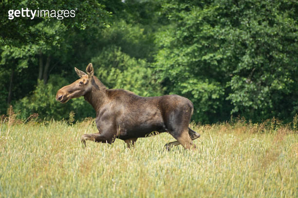 A large moose running in the grain against the background of the forest ...