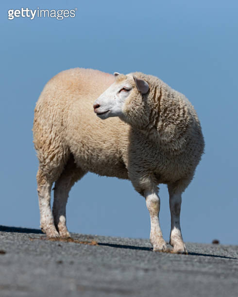 Lamb close-up standing on a levee at the Wadden Sea 이미지 (1932939576 ...