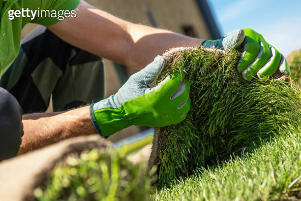 Man Laying Grass on Lawn and performing turf Examination 이미지 ...