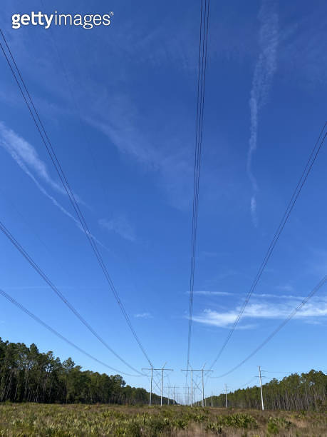 Long high tension cables running to distant electrical pylons in pine ...