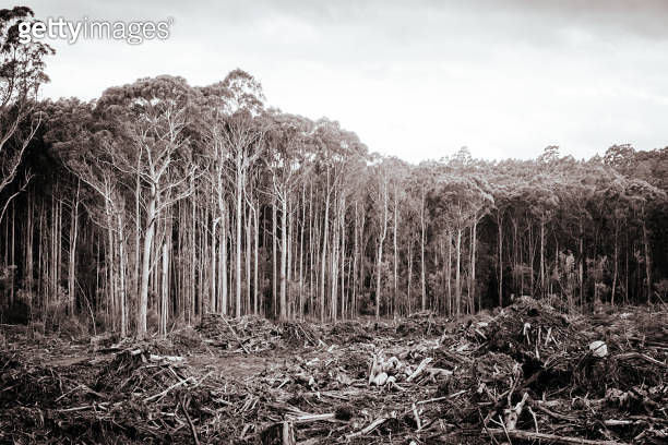 Old Growth Logging in Southwest National Park Tasmania Australia 이미지 ...