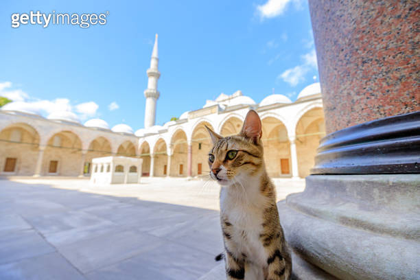 cat in Suleymaniye Mosque of Istanbul Turkey 이미지 (2051673796) - 게티이미지뱅크