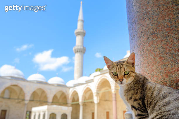 cat in Suleymaniye Mosque of Istanbul Turkey 이미지 (2040286918) - 게티이미지뱅크