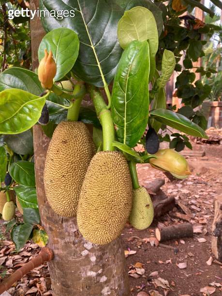 Exotic tropical jack fruit hanging on the tree 이미지 (2074423370) - 게티이미지뱅크