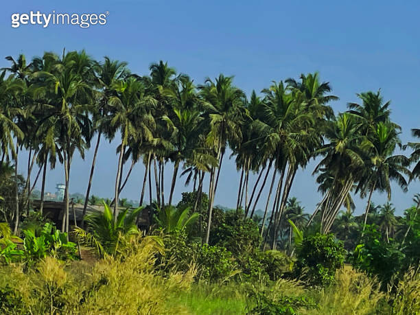 Scenic view of coconut tress in Goa, India 이미지 (1986646092) - 게티이미지뱅크