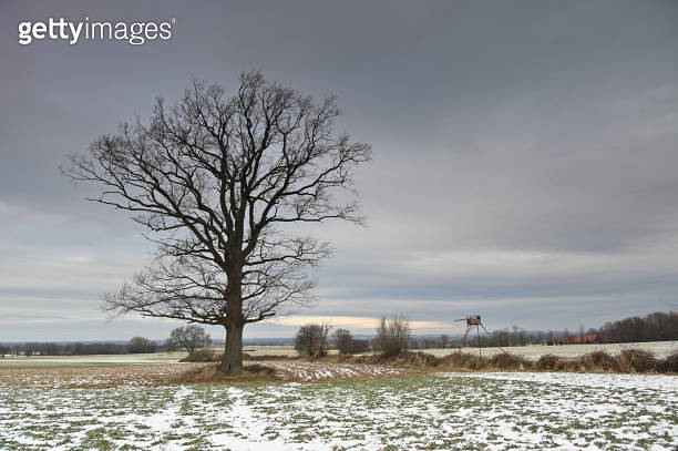 Large oak tree in winter 이미지 (1950006813) - 게티이미지뱅크