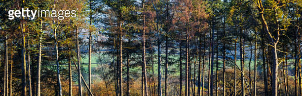 heathland moor country park forest lickey hills birmingham west ...