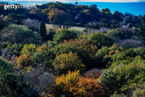 heathland moor country park forest lickey hills birmingham west ...