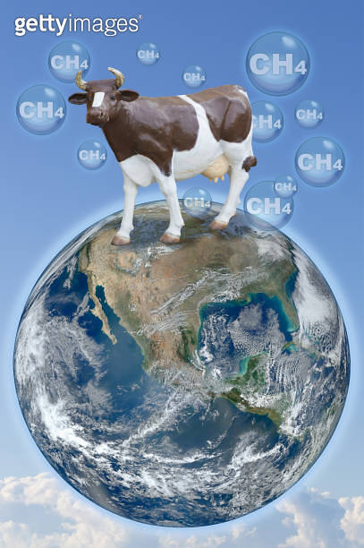 Cow farms produce methane gas which is released into the atmosphere ...