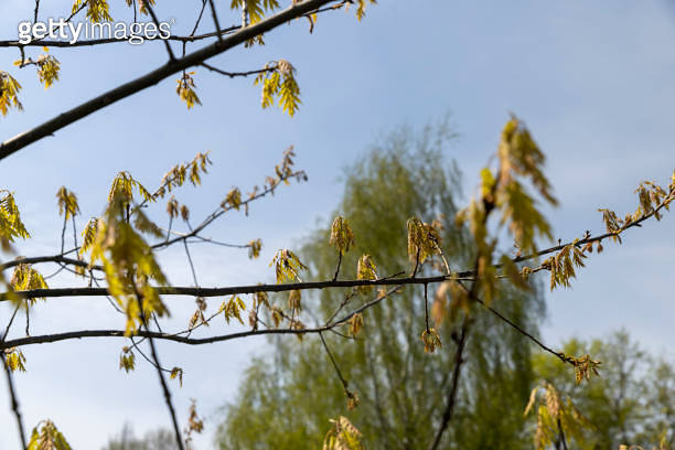 a flowering maple tree in the spring season, a spring park 이미지 ...