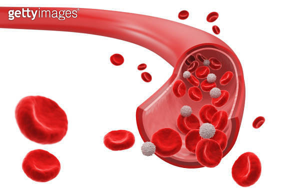 Blood vessel with flowing Red blood and White blood cells. 이미지 ...