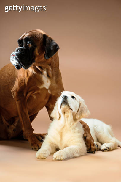 Cute golden retriever puppy looking up with trust at mature boxer dog ...