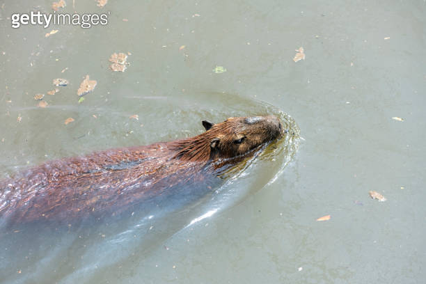 Capybara, the largest rodent in Brazil, in a lake viewed from above ...
