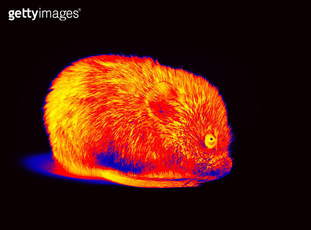 Wild forest and field mice infrared isolated 이미지 (2155018854) - 게티이미지뱅크