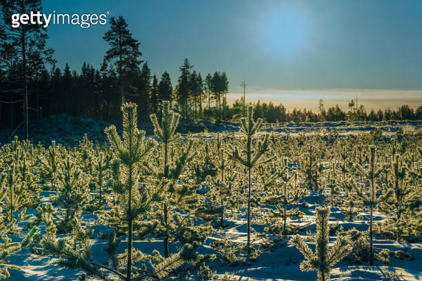 Close up scenic winter Sunset, Sun shine from blue sky over young pine ...