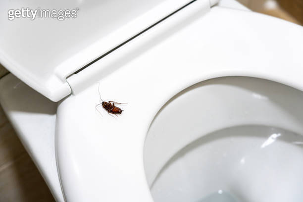 A dead cockroach lies on the rim of a toilet seat. Concept of the need ...