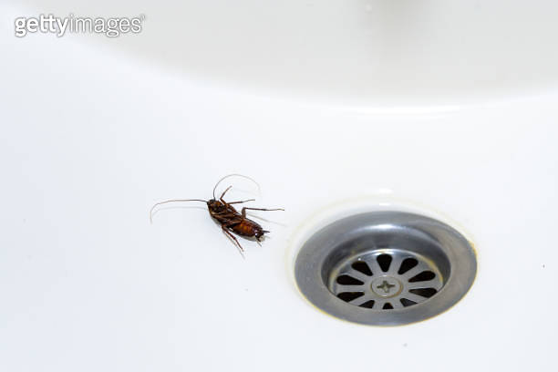A large disgusting cockroach in the sink, next to the drain hole. The ...