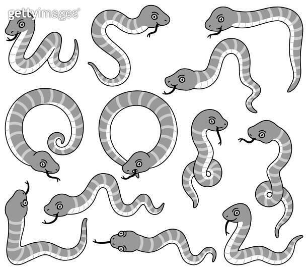 Illustrations of snakes in various poses. 이미지 (2014246358) - 게티이미지뱅크