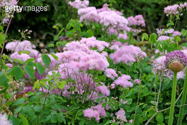 Pink Columbine meadow rue, also known as Tufted Meadow Rue, in flower ...