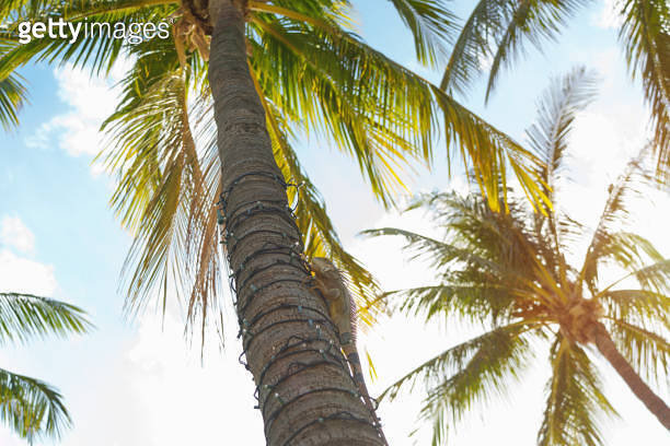 A liguans lizard sits on the palm tree im Miami. Tropical party. 이미지 ...