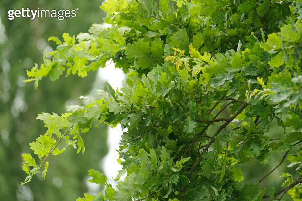 green oak branches in beautiful light sway in wind, young green leaves ...