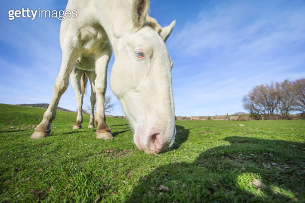 close up xoom of a white wild horse with blue eyes in a beautiful large ...