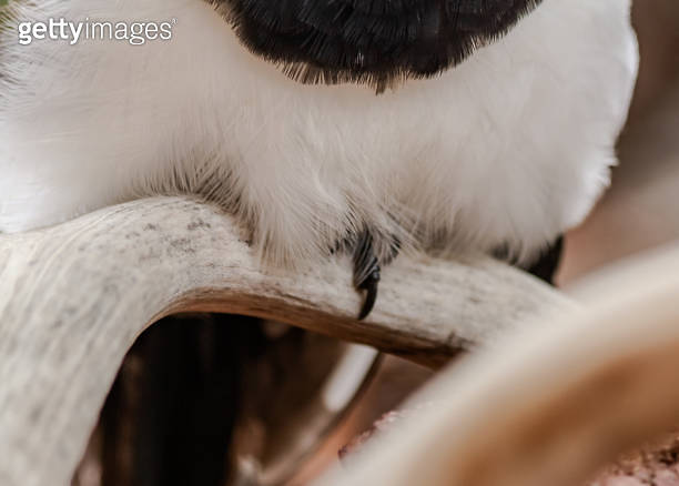 Close up of a fledgling magpie claw and body with black and white ...