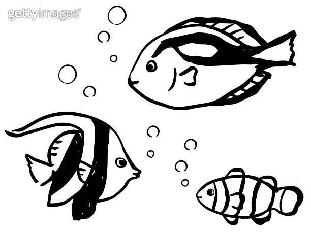 Monochrome line drawing of anemone fish, pennant coralfish, and ...