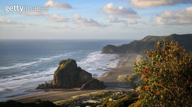 High angle view of Piha Beach with pohutukawa trees in bloom. Auckland ...