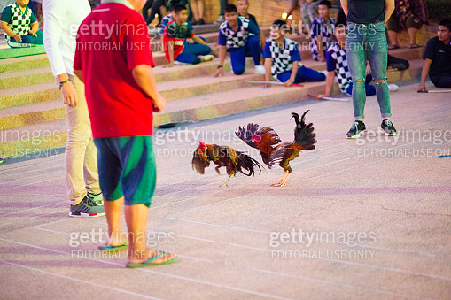 Traditional thai cockerel fight scene at night in Lampang 이미지 ...