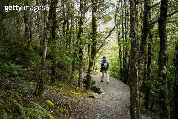 Man walking among moss covered trees. Arthurs Pass, South Island, New ...