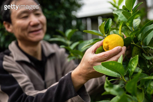 Man picks lemon from a tree in the backyard. Selective focus on lemon ...