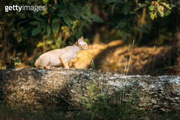 Cute Funny Curious Playful Beautiful Devon Rex Cat sitting on tree ...