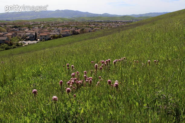 Owl's Clover blooms in the suburban hills of San Ramon, California 이미지 ...