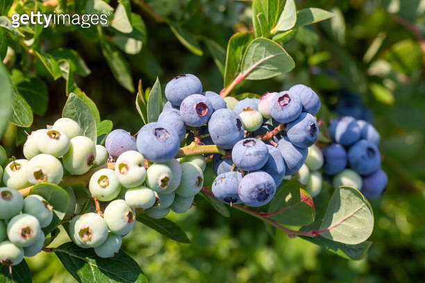 Blueberry farm with bunch of ripe fruits on tree during harvest season ...