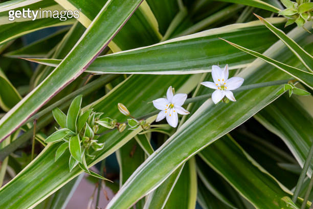 Chlorophytum comosum (spider plant, common spider plant, spider ivy ...
