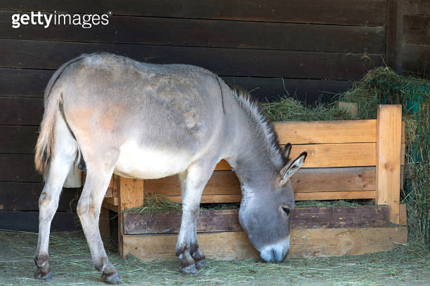 Adult donkey eating straw in a barn 이미지 (2153367116) - 게티이미지뱅크