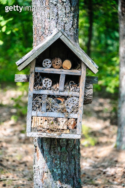 Insect hotel on tree. Insects house in forest. Protection and care of ...