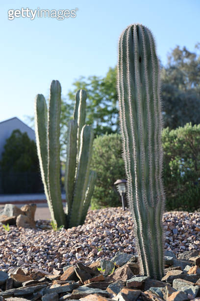 Arizona Desert Style Street Corner with Columnar Cacti, backlit ...
