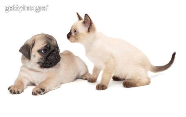 Siamese kitten and a pug puppy 이미지 (2020272440) - 게티이미지뱅크